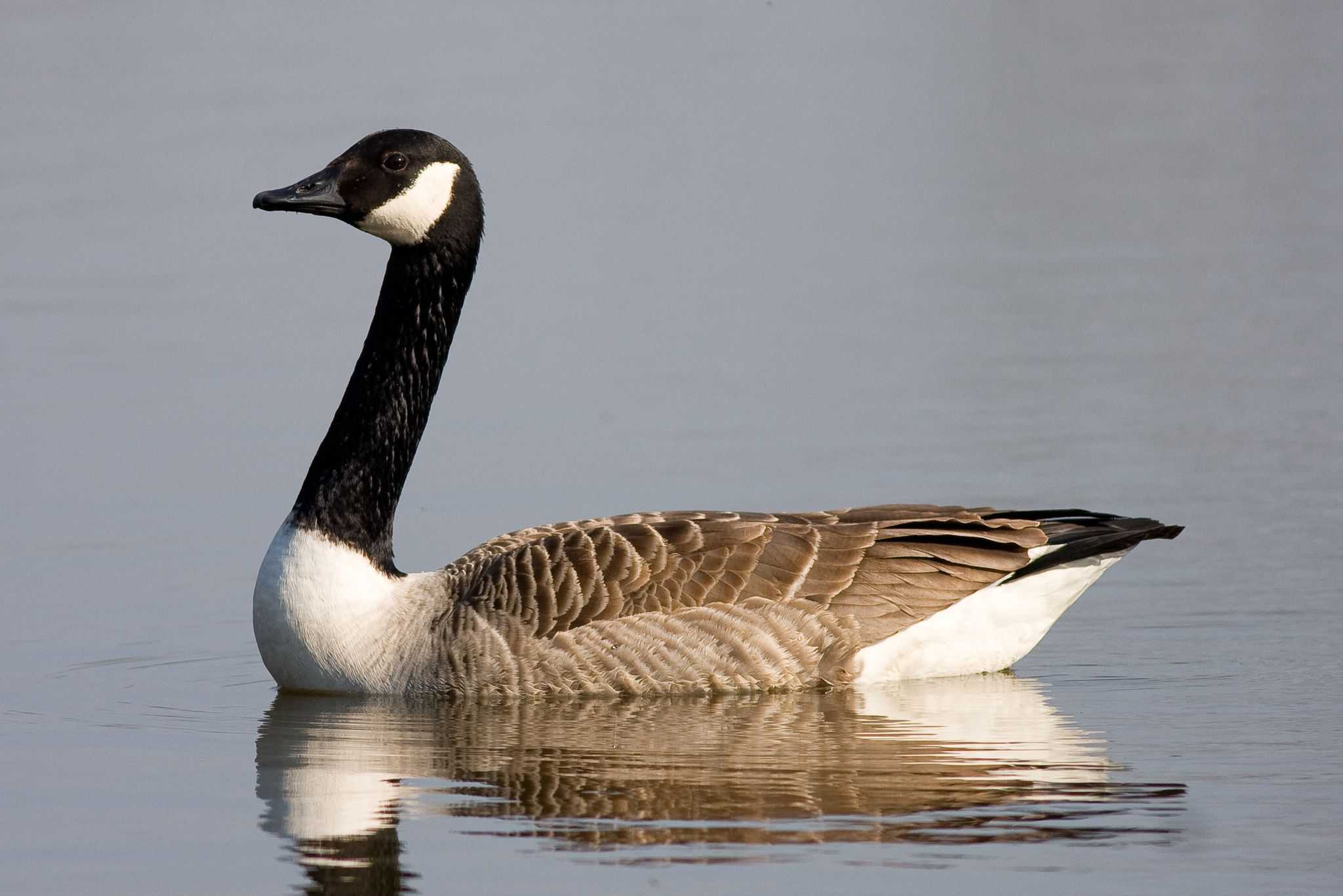 Birds - Hucknall Wildlife Group