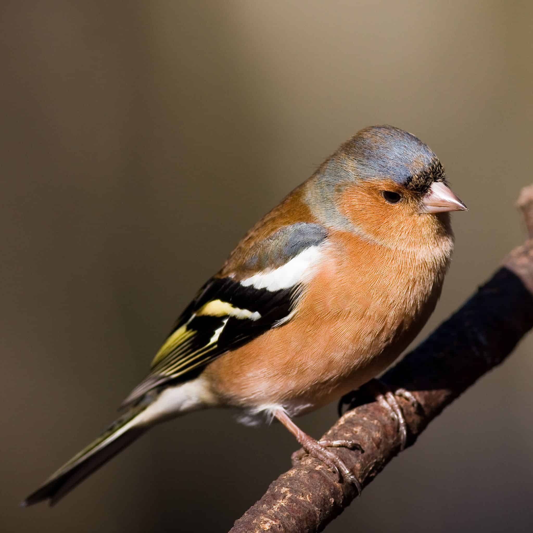 Birds - Hucknall Wildlife Group