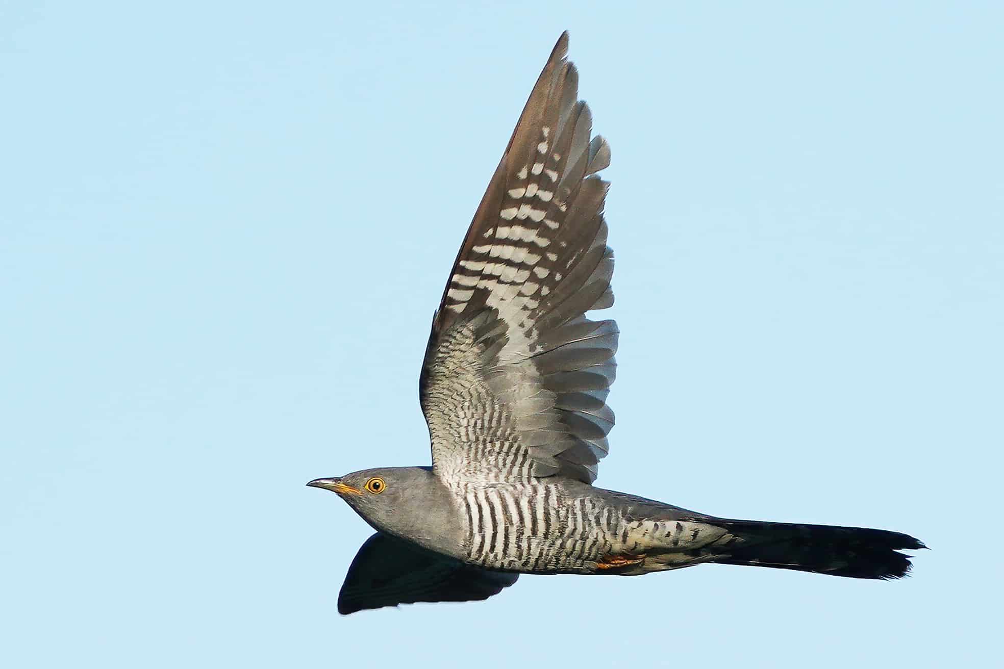 Birds – Hucknall Wildlife Group