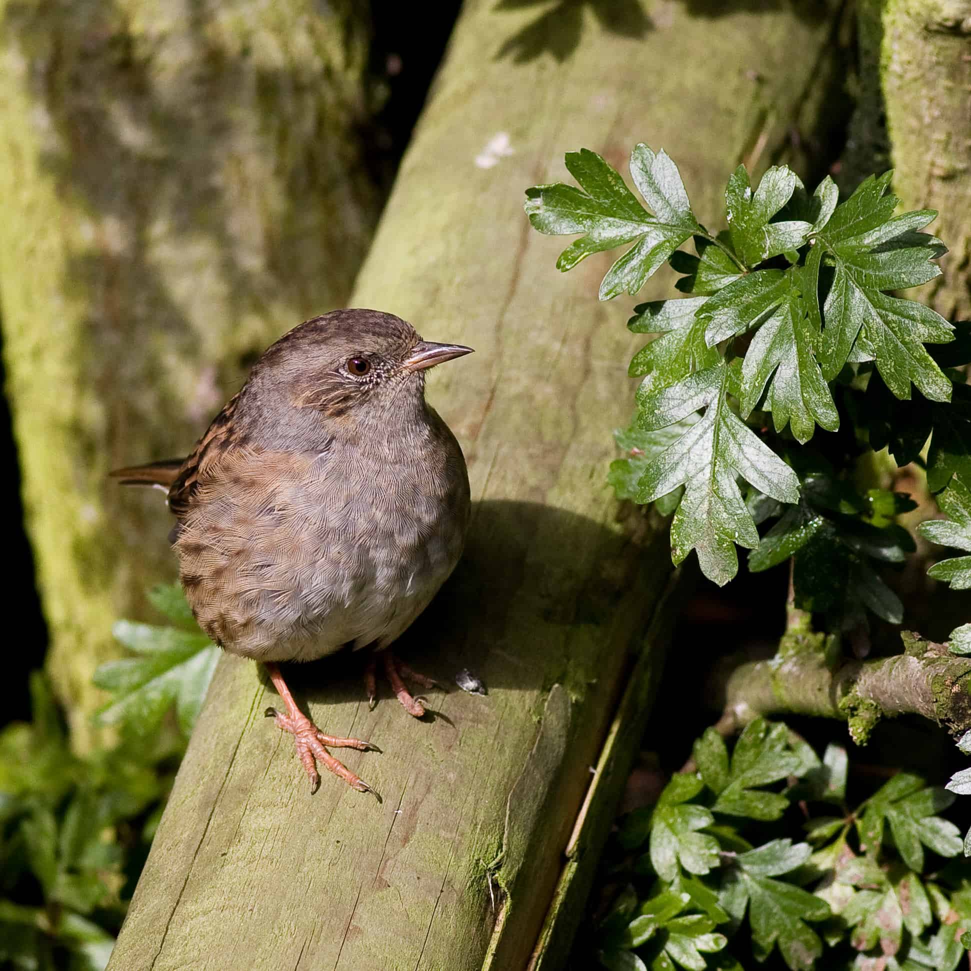Birds – Hucknall Wildlife Group