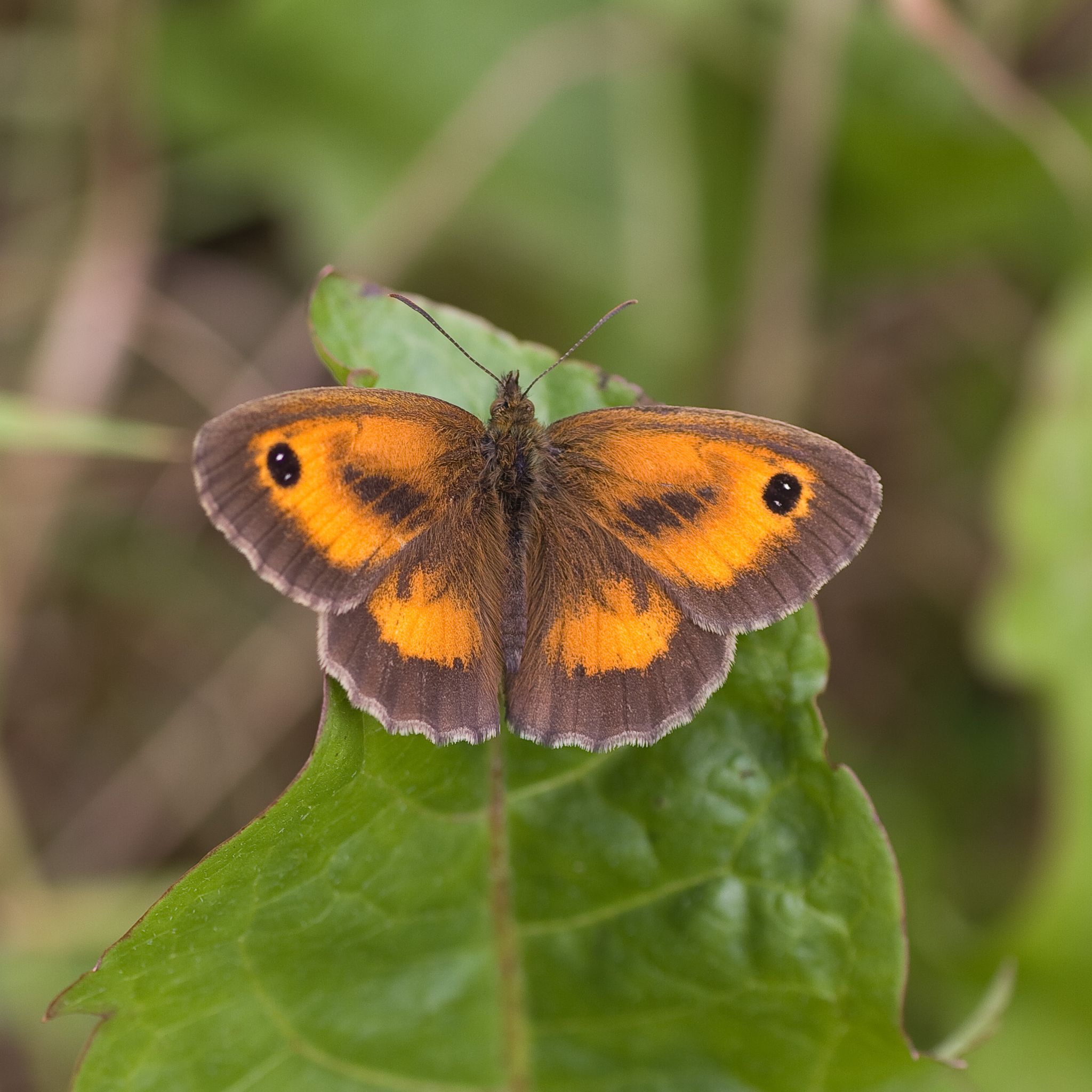 Butterflies And Moths - Hucknall Wildlife Group