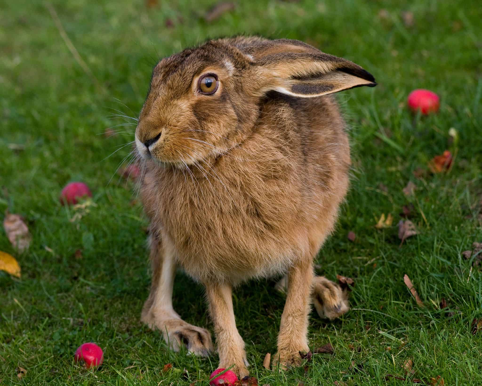 Hucknall Wildlife Group