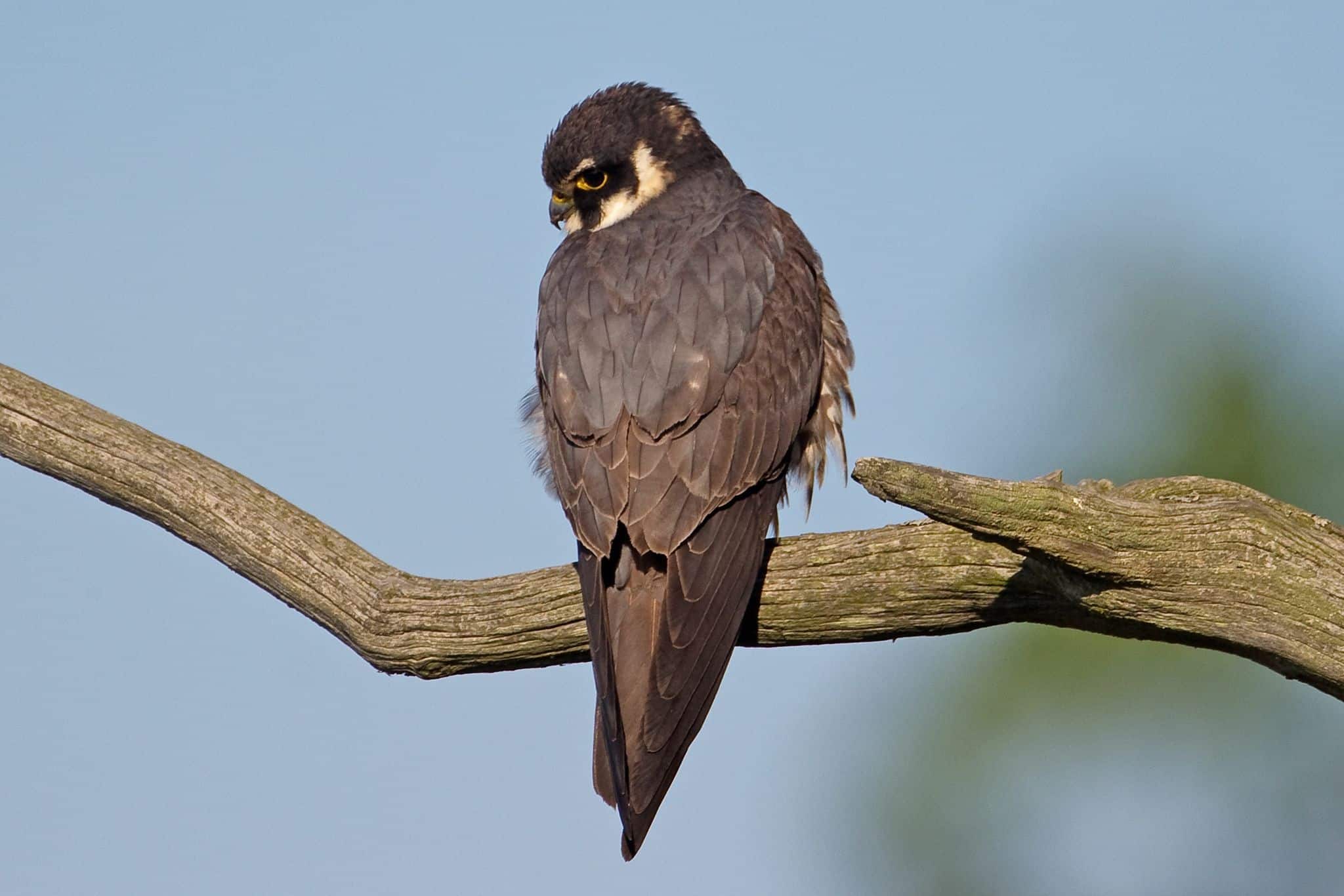 Hucknall Wildlife Group